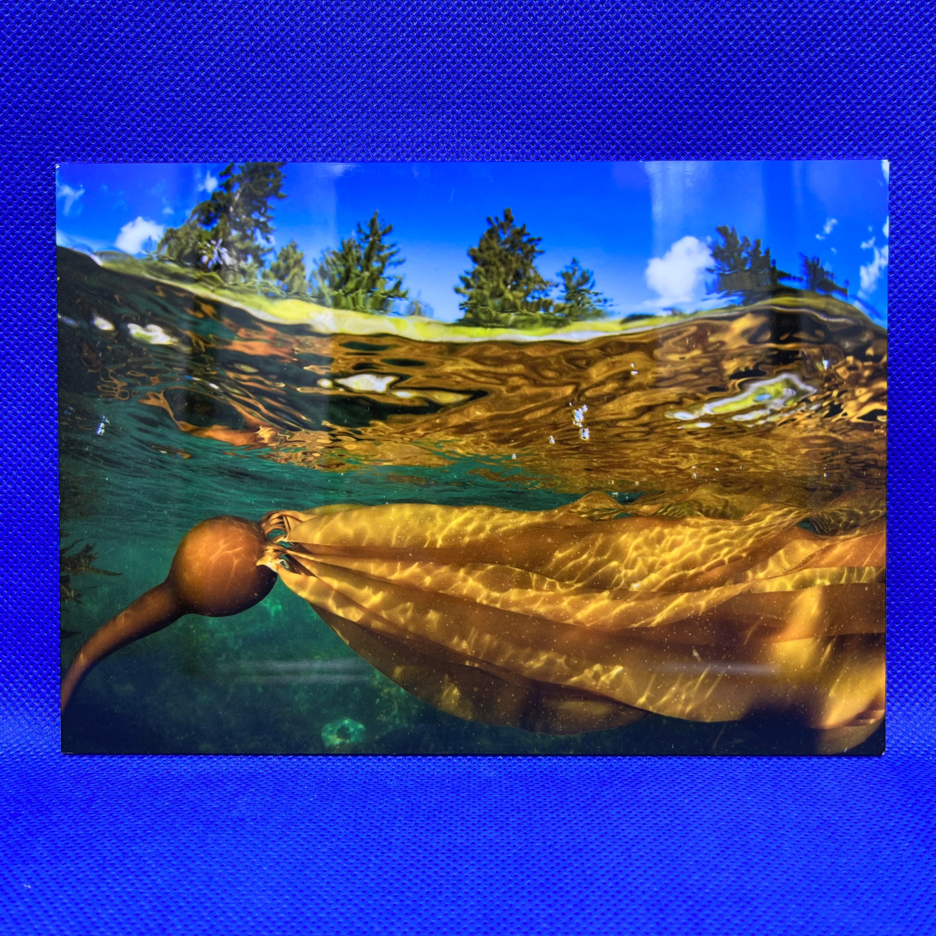 Photography Print - Eiko Jones – DPAquarium