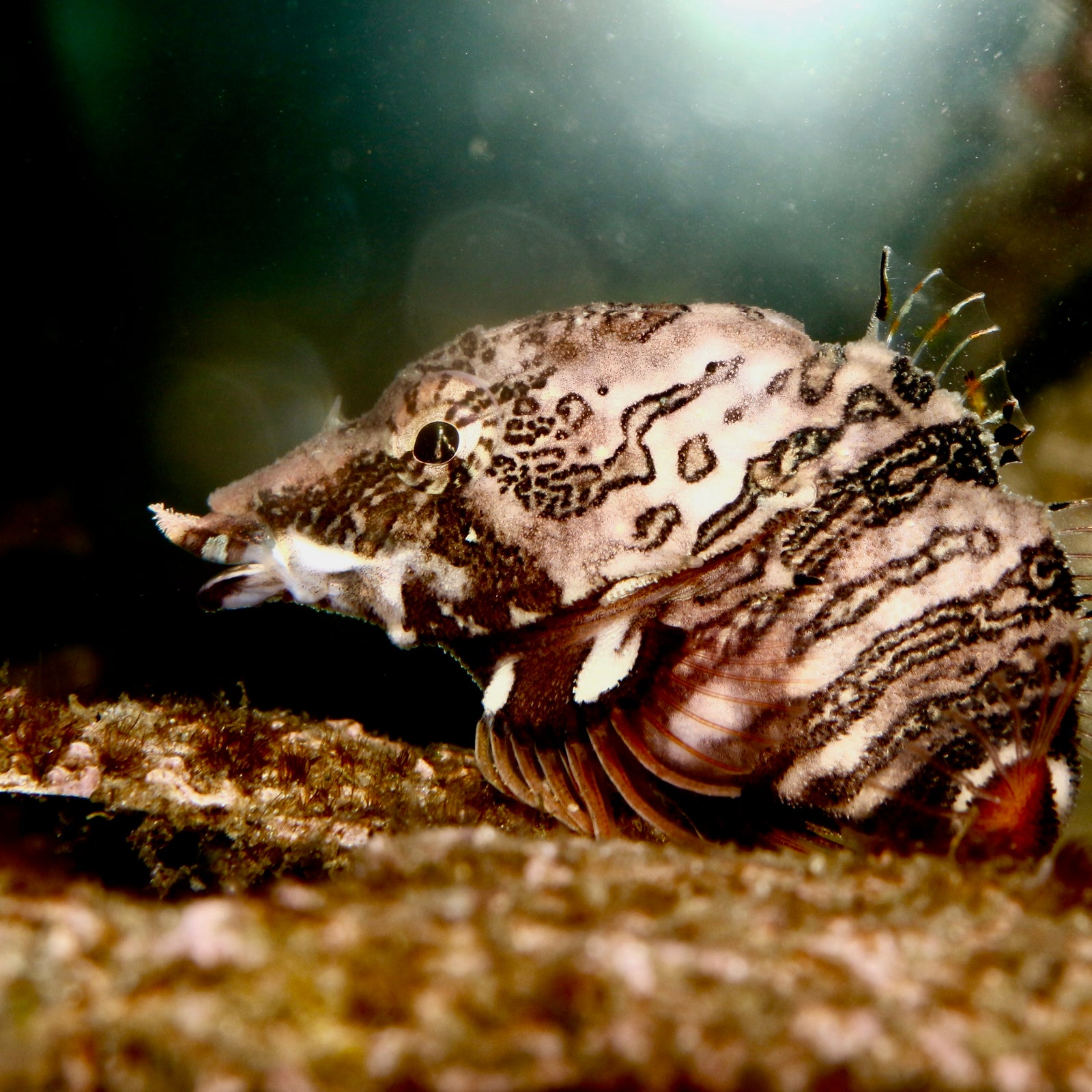 About | Discovery Passage Aquarium – DPAquarium