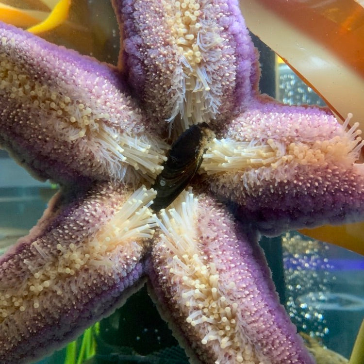 About | Discovery Passage Aquarium – DPAquarium